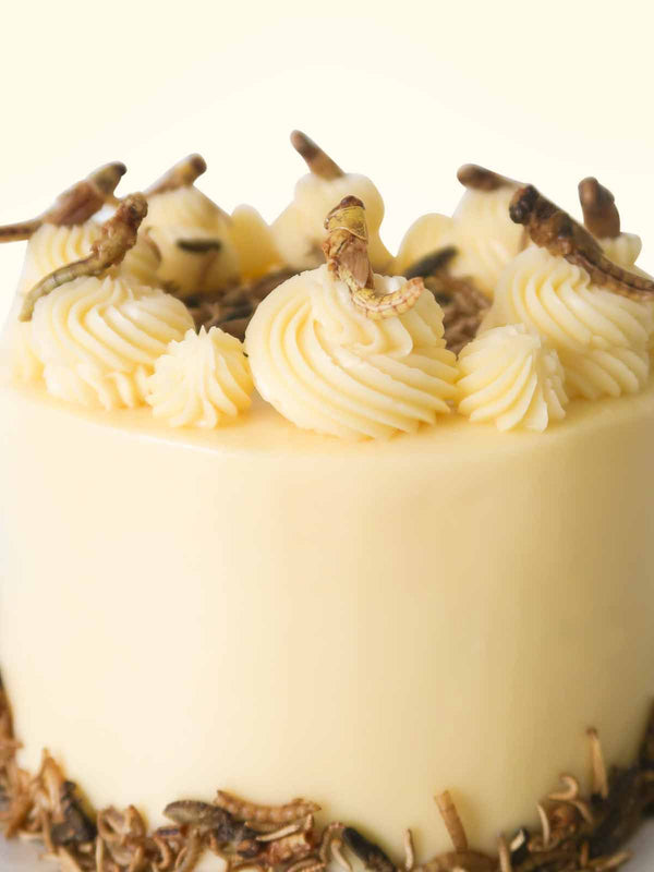 Insect Cake | Free Delivery | London & Surrey